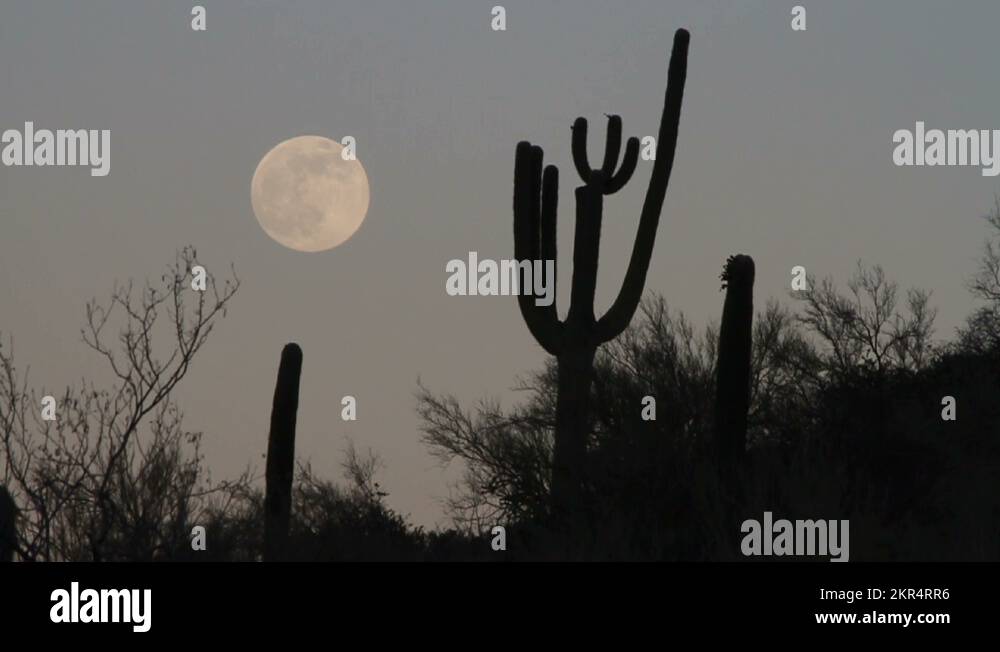 Moon over cactus Stock Videos & Footage - HD and 4K Video Clips - Alamy
