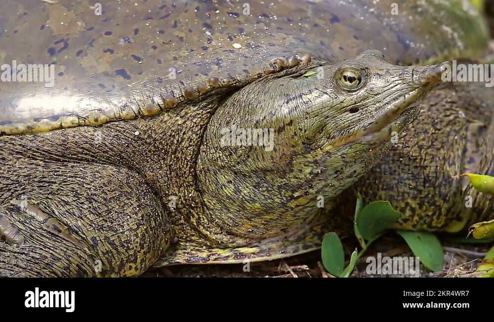 Eastern Spiny Softshell in Ontario, Canada. Strange and unique animal ...