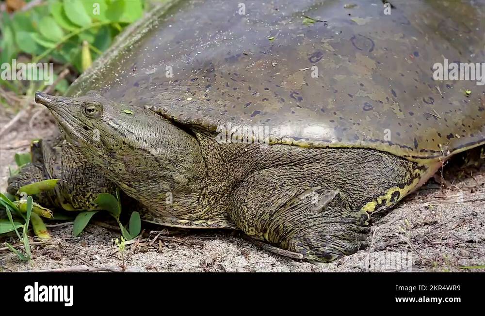 Eastern Spiny Softshell in Ontario, Canada. Strange and unique animal ...