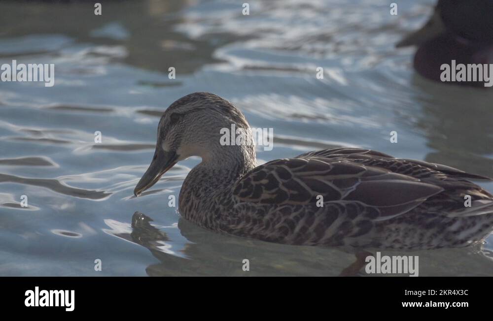 Bobbing motion Stock Videos & Footage - HD and 4K Video Clips - Alamy