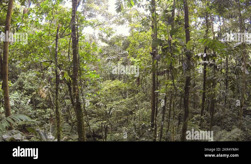 Amazon rainforest understory Stock Videos & Footage - HD and 4K Video ...