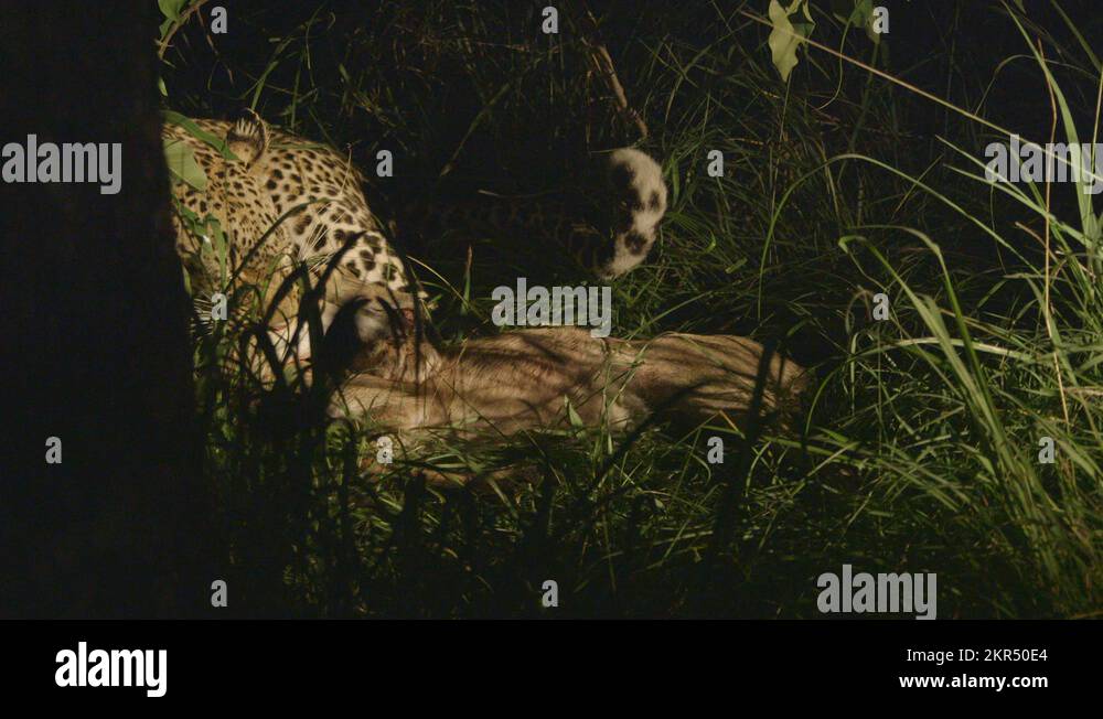 Jaguar prey Stock Videos & Footage - HD and 4K Video Clips - Alamy