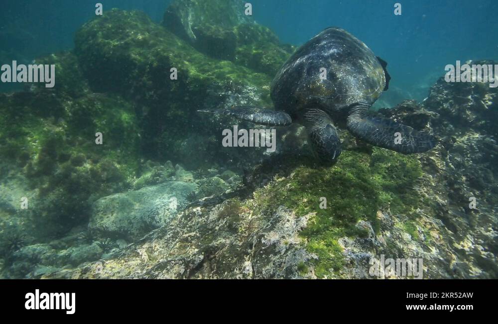 Sea turtle with seaweed Stock Videos & Footage - HD and 4K Video Clips ...