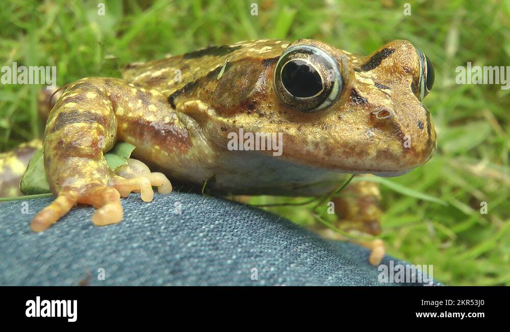 Jeans Stock Videos & Footage - HD and 4K Video Clips - Alamy