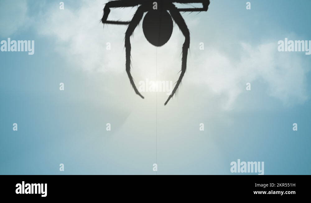 Spider climbing up web scary realistic tarantula arachnid Stock Video ...