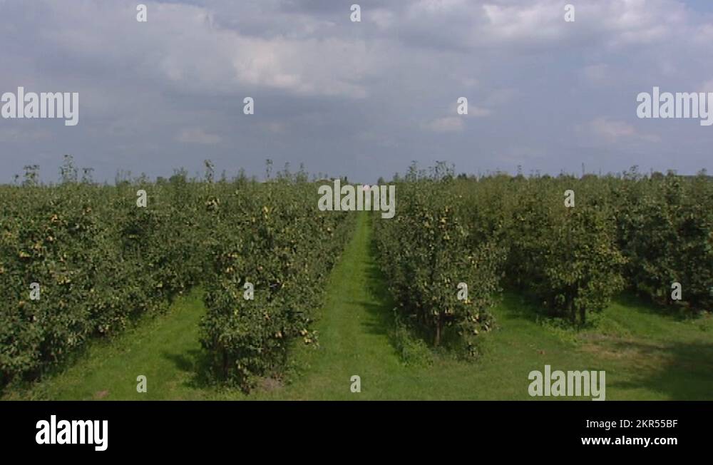 Row of pear trees Stock Videos & Footage - HD and 4K Video Clips - Alamy