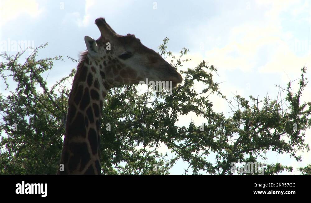 Grazing giraffe Stock Videos & Footage - HD and 4K Video Clips - Alamy