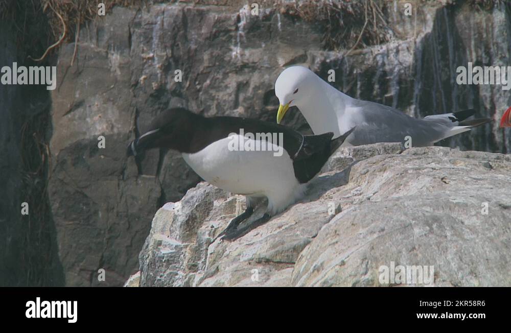 Razorbill Stock Videos & Footage - HD and 4K Video Clips - Alamy