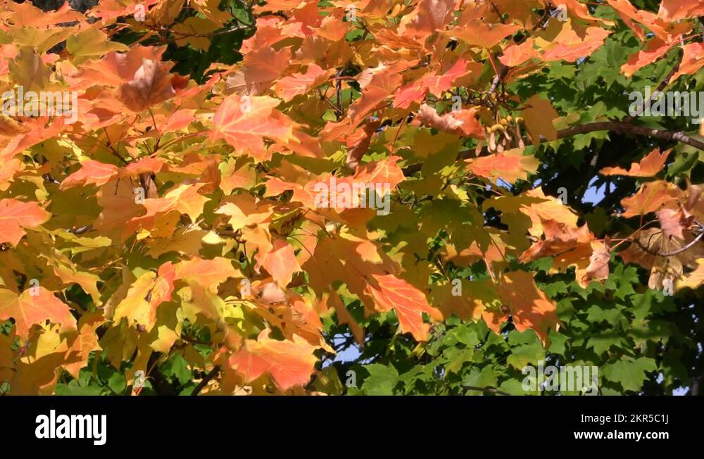 Fall maple leaves tree Stock Videos & Footage - HD and 4K Video Clips ...