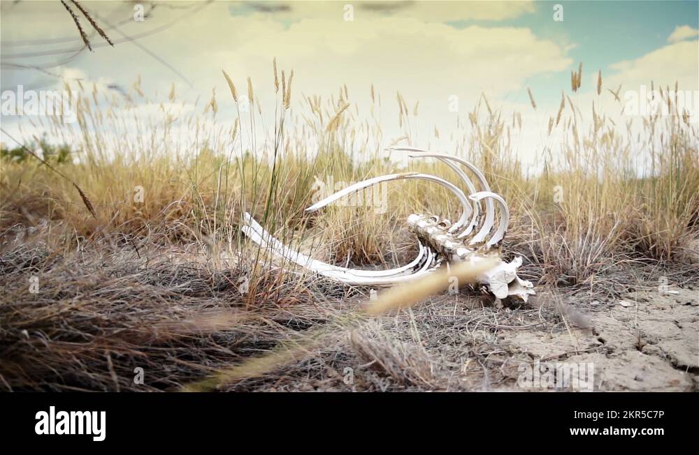 Skeleton in desert Stock Videos & Footage - HD and 4K Video Clips - Alamy