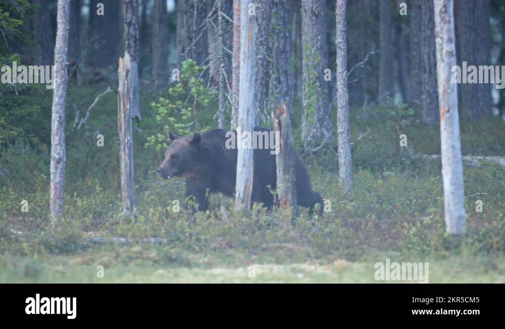 Forest night wild animals europe Stock Videos & Footage - HD and 4K ...