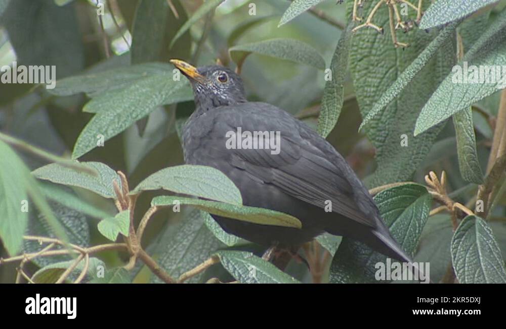 Turdus merula perched Stock Videos & Footage - HD and 4K Video Clips ...
