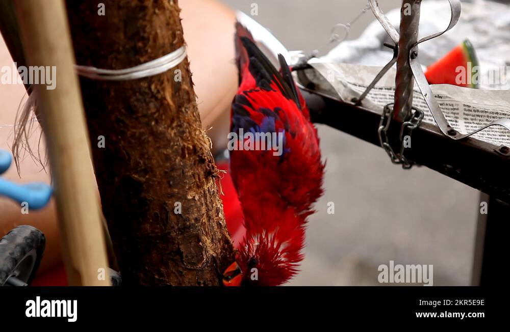 Red Parrot need freedom on the noisy street of Hanoi, Vietnam ...