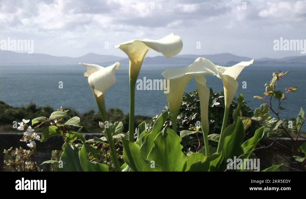 Kerry flowers Stock Videos & Footage - HD and 4K Video Clips - Alamy