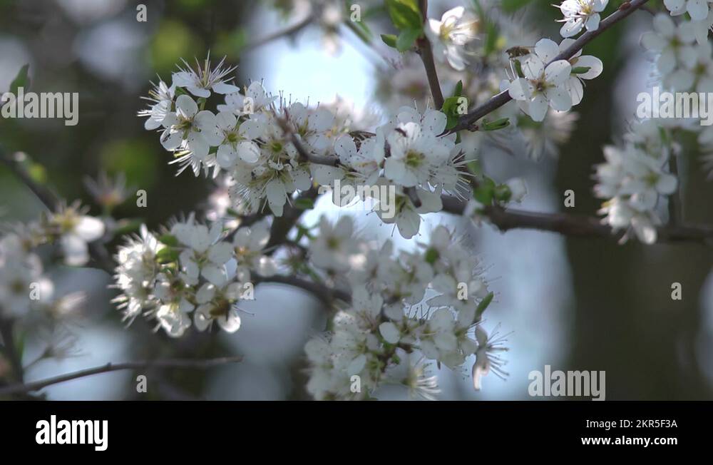 Hedgerow insects Stock Videos & Footage - HD and 4K Video Clips - Alamy