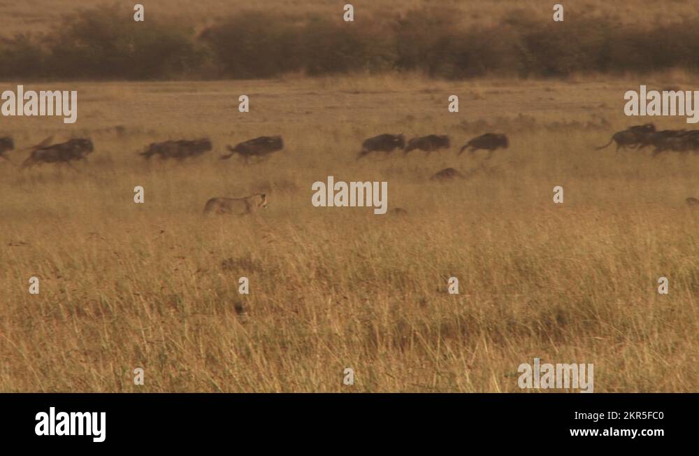 Great lion hunt Stock Videos & Footage - HD and 4K Video Clips - Alamy