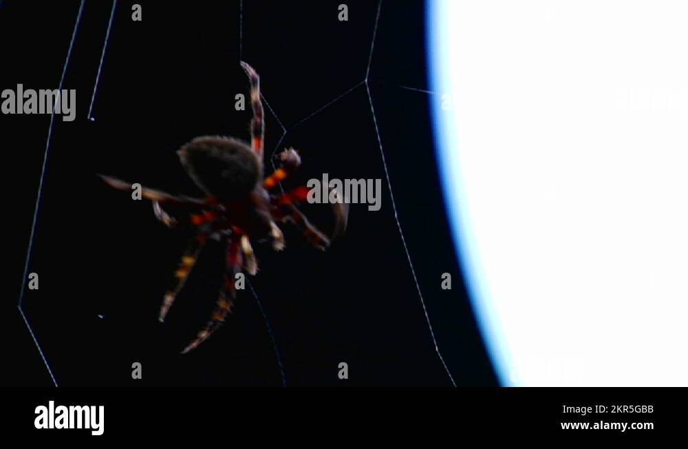 Common spiders of asia Stock Videos & Footage - HD and 4K Video Clips ...
