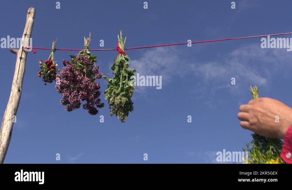 Herb bunch Stock Videos & Footage - HD and 4K Video Clips - Alamy