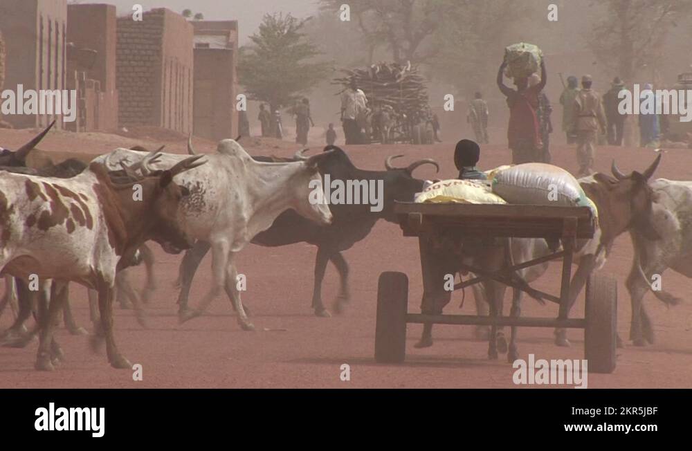 Sahara desert animals Stock Videos & Footage - HD and 4K Video Clips ...