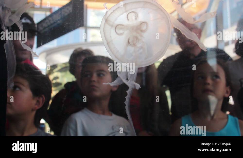 Moon tank Stock Videos & Footage - HD and 4K Video Clips - Alamy