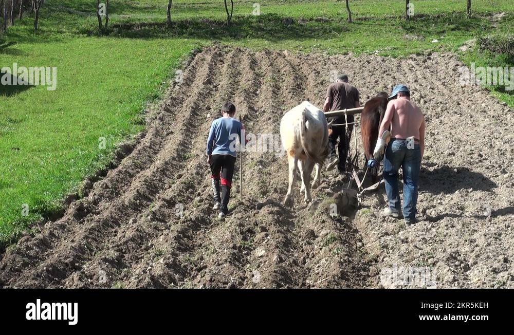 Still life ten Stock Videos & Footage - HD and 4K Video Clips - Alamy