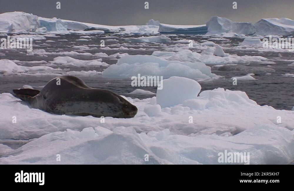 Antarctica southern elephant seal Stock Videos & Footage - HD and 4K ...