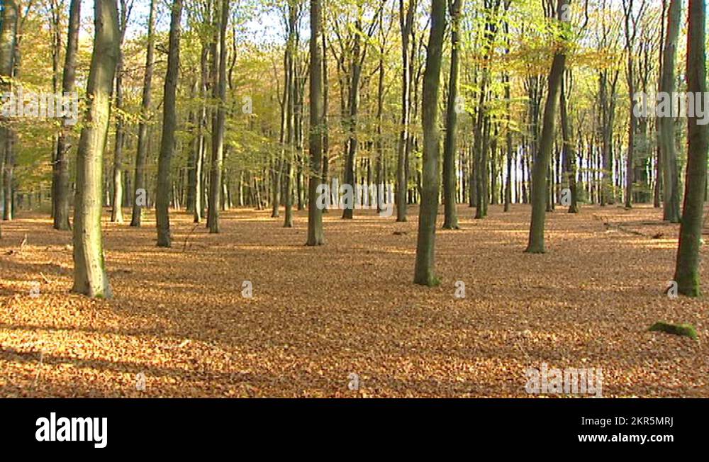 Fagus sylvatica forest Stock Videos & Footage - HD and 4K Video Clips ...