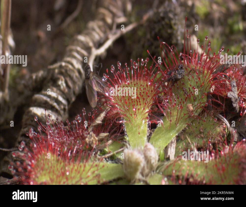 Sundew plant with insects Stock Videos & Footage - HD and 4K Video ...