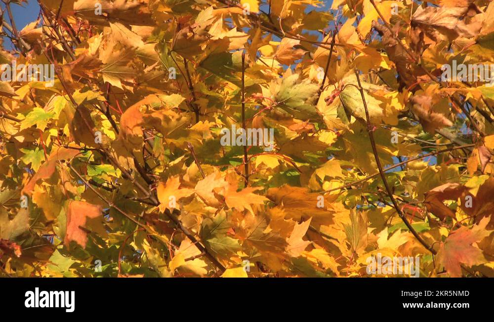 Acer golden leaves Stock Videos & Footage - HD and 4K Video Clips - Alamy