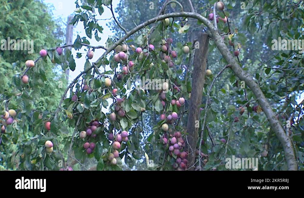 Old fruit tree fruit Stock Videos & Footage - HD and 4K Video Clips - Alamy