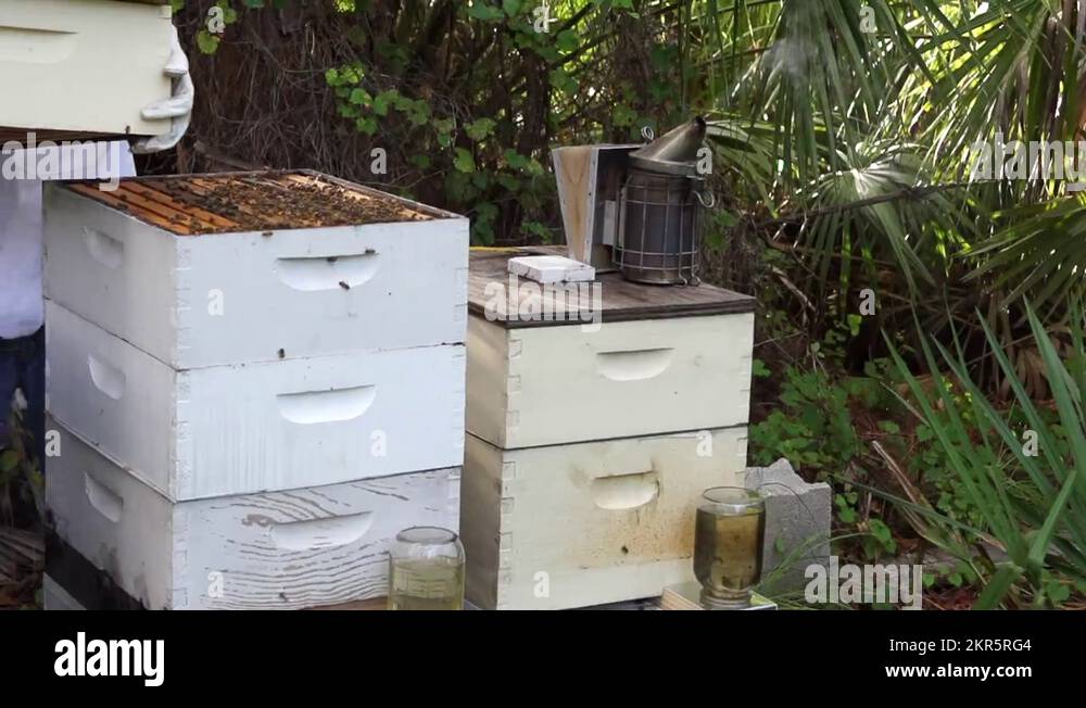 Beehive place Stock Videos & Footage - HD and 4K Video Clips - Alamy