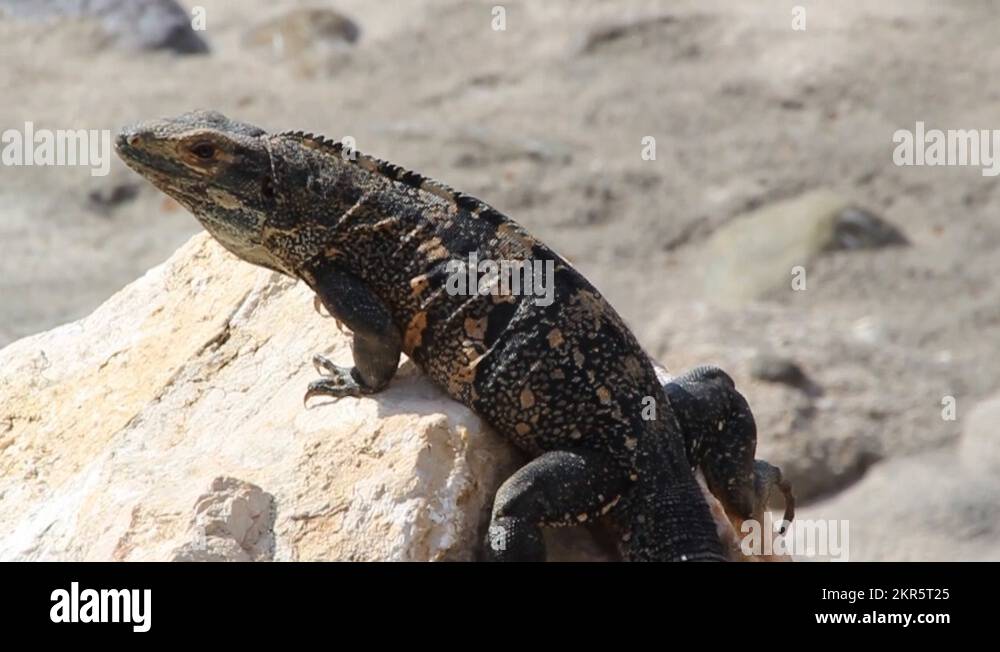 Head movements Stock Videos & Footage - HD and 4K Video Clips - Alamy