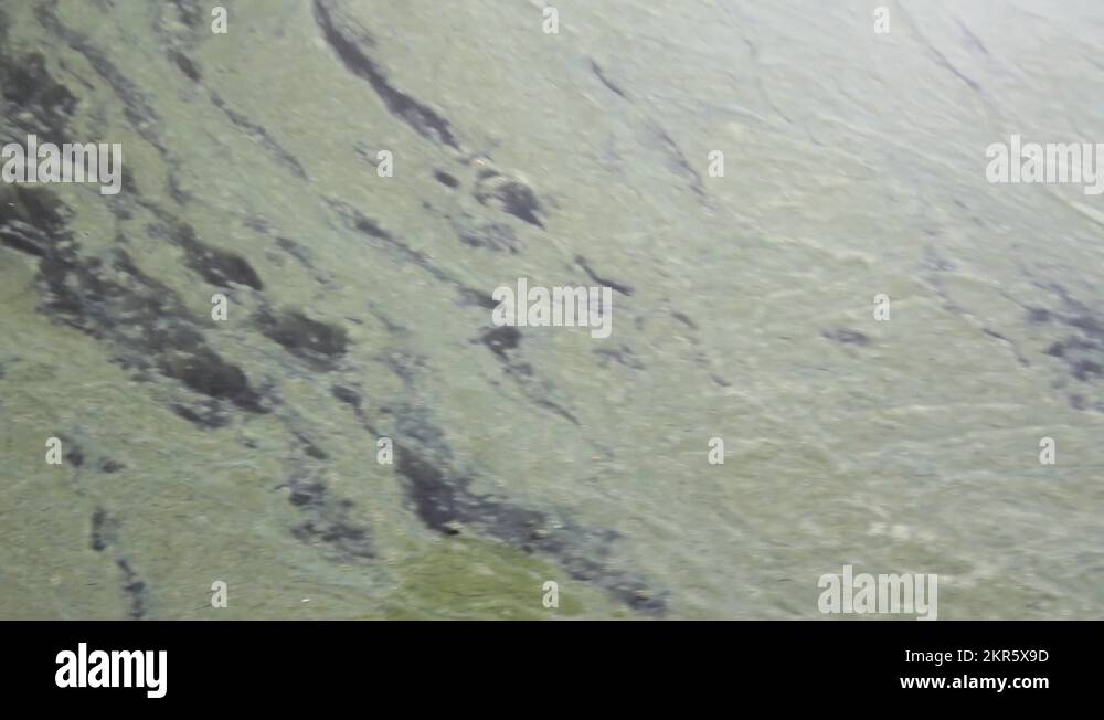 Algae polluted water ( green scum) rotting, poisoning, damage Stock ...