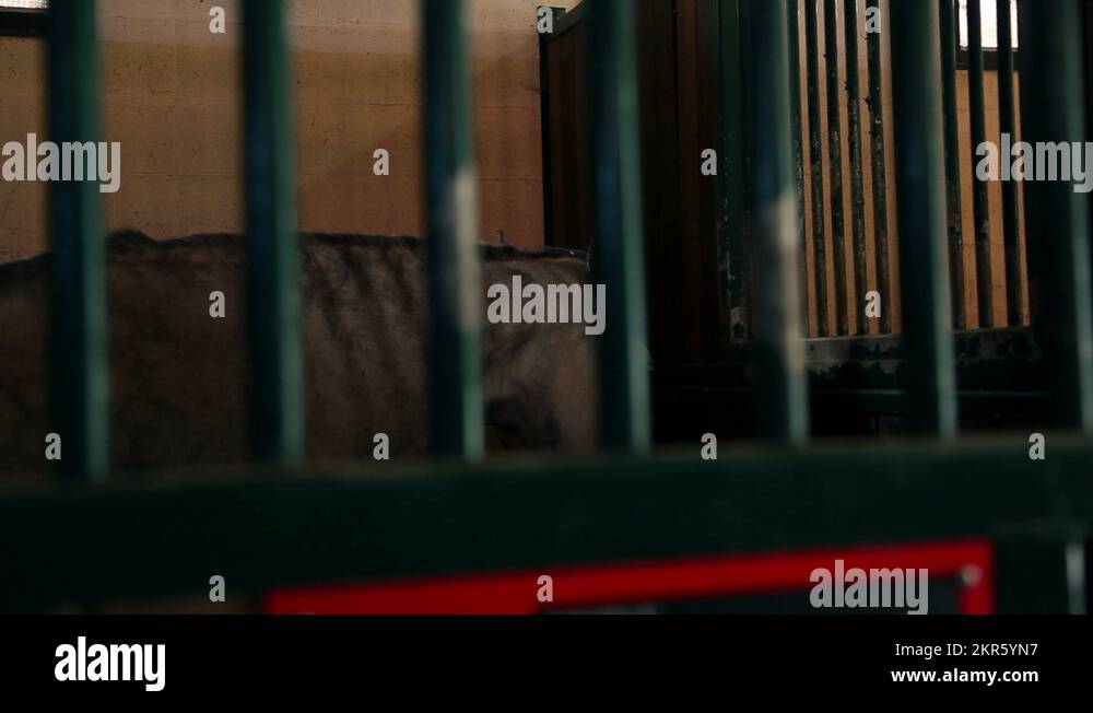Horizontal iron bars Stock Videos & Footage - HD and 4K Video Clips - Alamy