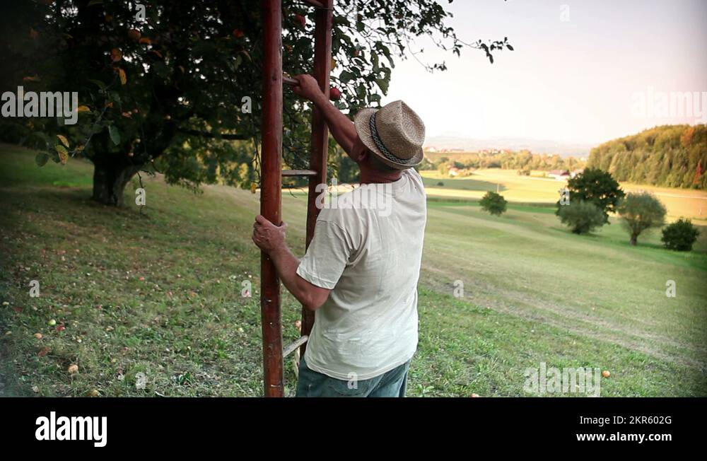 Old Man Up Ladder Stock Videos And Footage Hd And 4k Video Clips Alamy