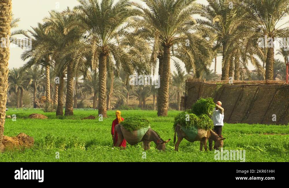 Farming in egypt Stock Videos & Footage - HD and 4K Video Clips - Alamy