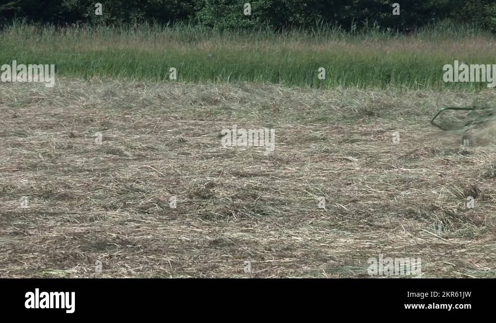 Hay turning machine Stock Videos & Footage - HD and 4K Video Clips - Alamy