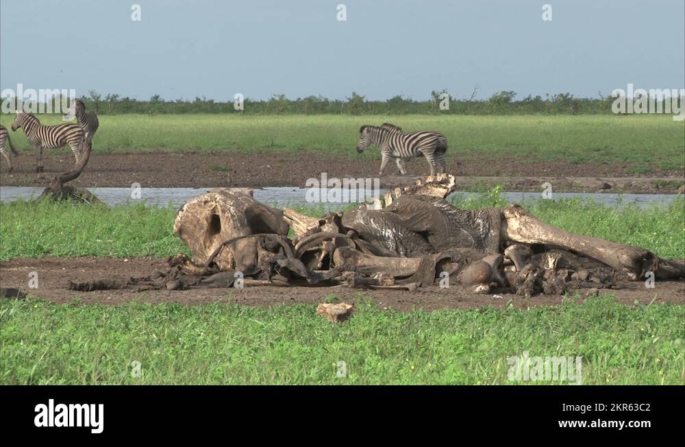 Elephant skeleton Stock Videos & Footage - HD and 4K Video Clips - Alamy