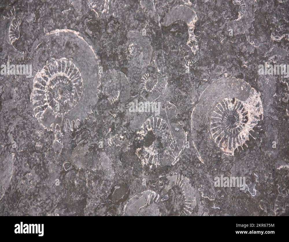 Dorset fossils Stock Videos & Footage - HD and 4K Video Clips - Alamy