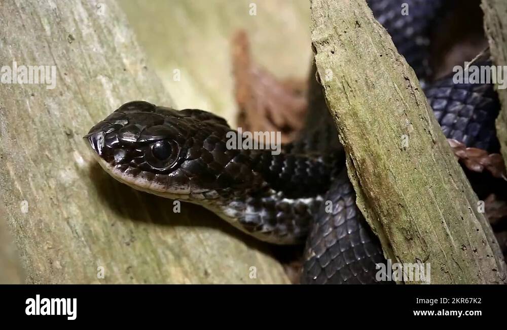 Hog nose snake Stock Videos & Footage - HD and 4K Video Clips - Alamy