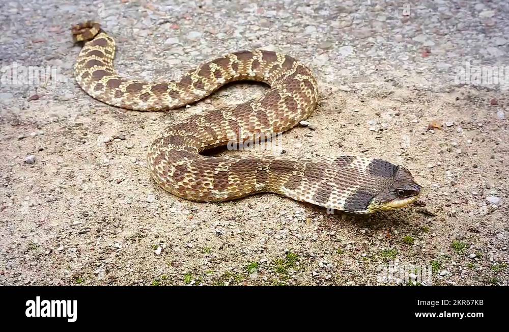 Endangered Eastern Hog-nosed Snake mimics a cobra during a threat ...