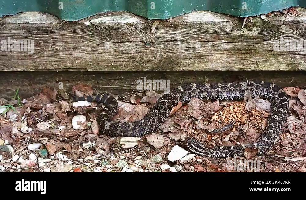 Hog nosed snakes Stock Videos & Footage - HD and 4K Video Clips - Alamy