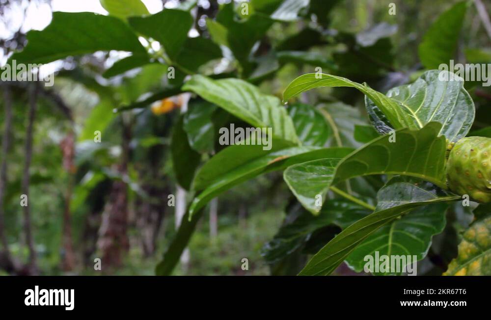 Noni tree Stock Videos & Footage - HD and 4K Video Clips - Alamy