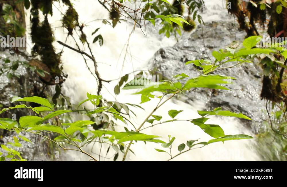 Choco rainforest ecuador Stock Videos & Footage - HD and 4K Video Clips ...