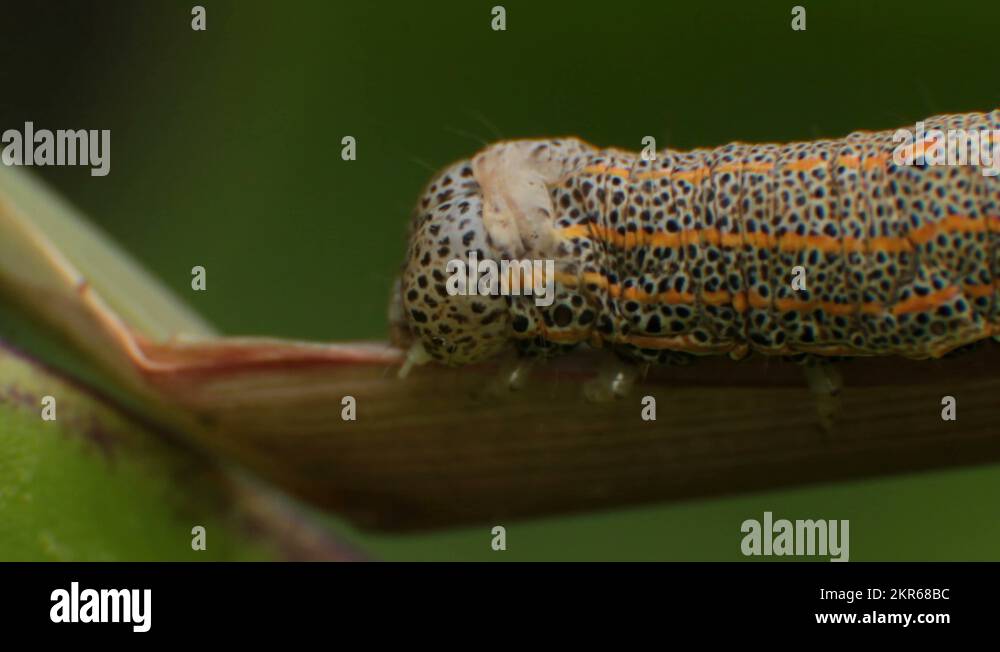 Caterpillar exoskeleton Stock Videos & Footage - HD and 4K Video Clips ...