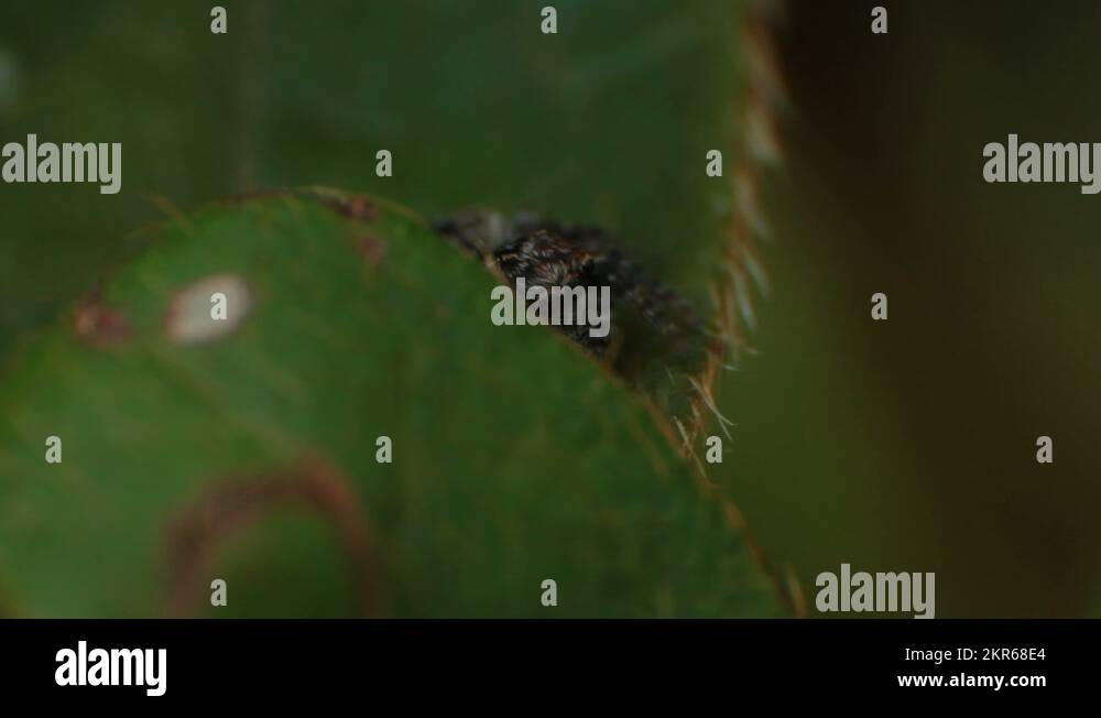 Ocelli diptera Stock Videos & Footage - HD and 4K Video Clips - Alamy