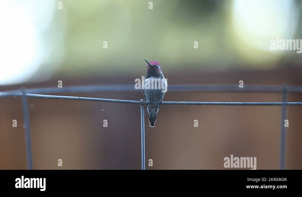 Molting hummingbird Stock Videos & Footage - HD and 4K Video Clips - Alamy