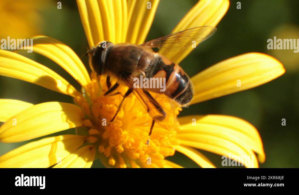Mimics the abdomen of a bee Stock Videos & Footage - HD and 4K Video ...
