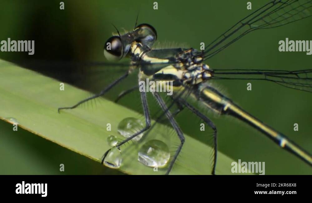 Damselflies and dragonflies Stock Videos & Footage - HD and 4K Video ...