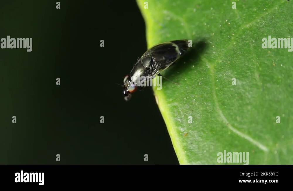 Insect diptera halteres Stock Videos & Footage - HD and 4K Video Clips ...